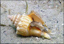 Strombus pugilis Linnaeus, 1758 West Indian Fighting Conch